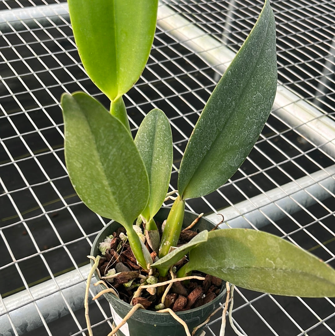 Rhyncholaeliocattleya Andacocha – Wild Blossoms Collective LLC